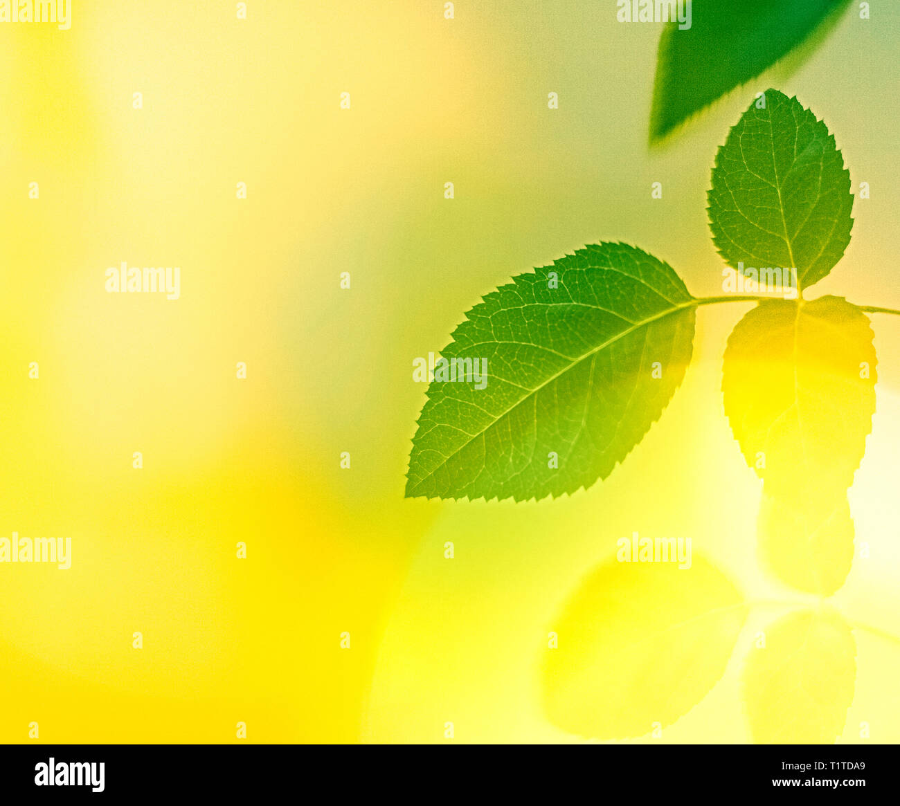 Fresh leaves and sunlight in spring - saving nature, healthy ...