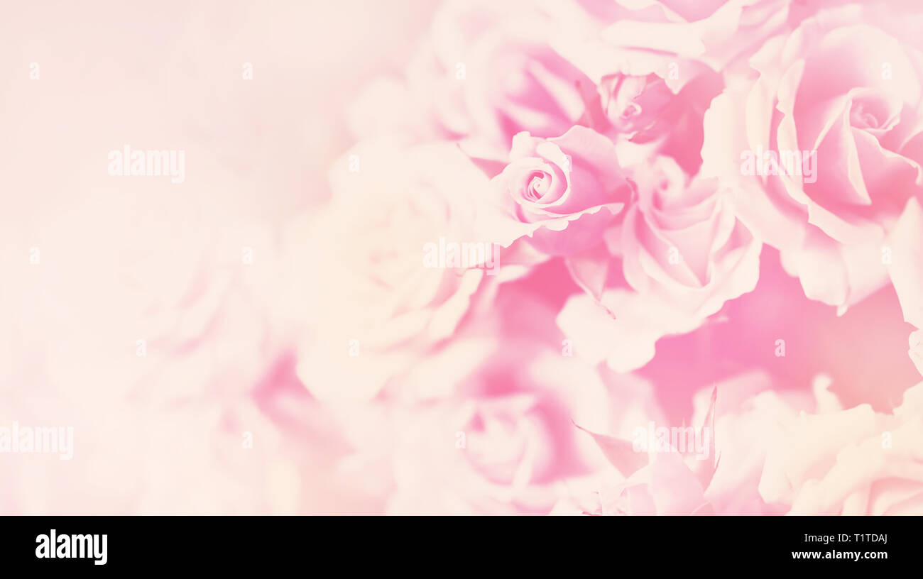 Delicate background with a rose. Pastel background, calm colors. Place ...