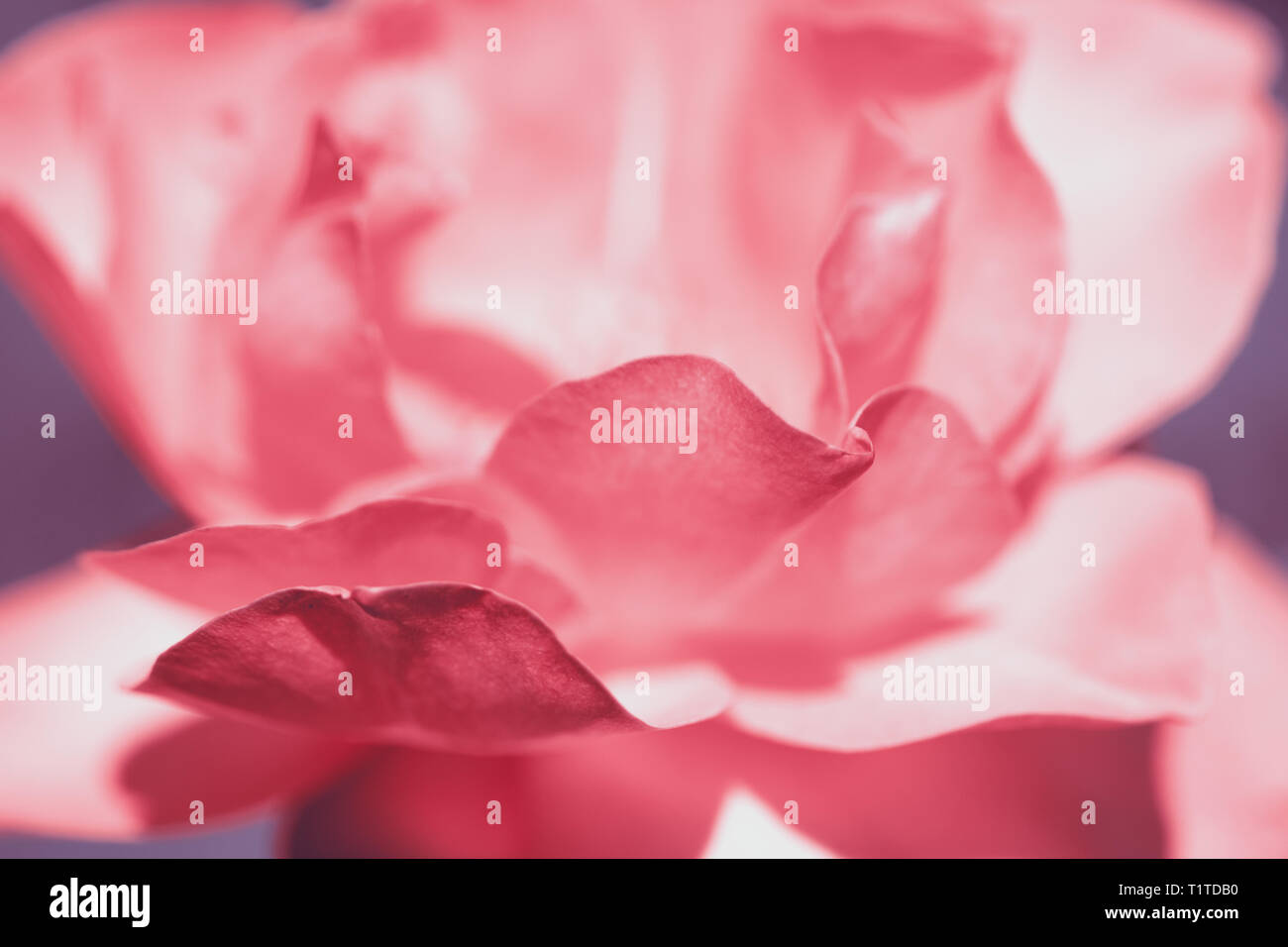 Delicate background with a rose. Pastel background, calm colors. Place ...