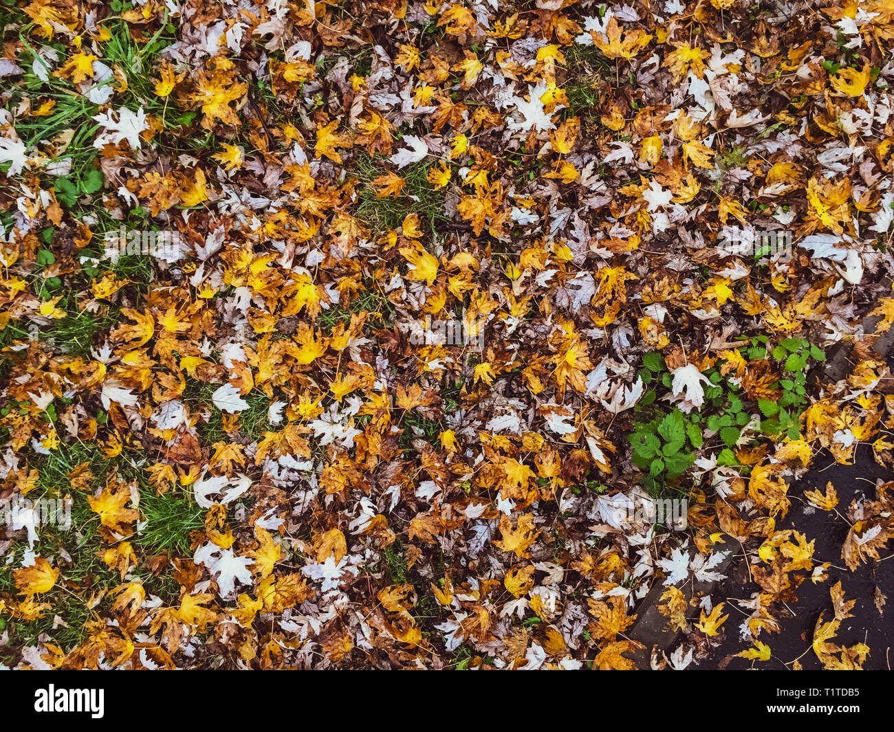 Fall season, weather and environment concept - Autumn leaves and trees ...