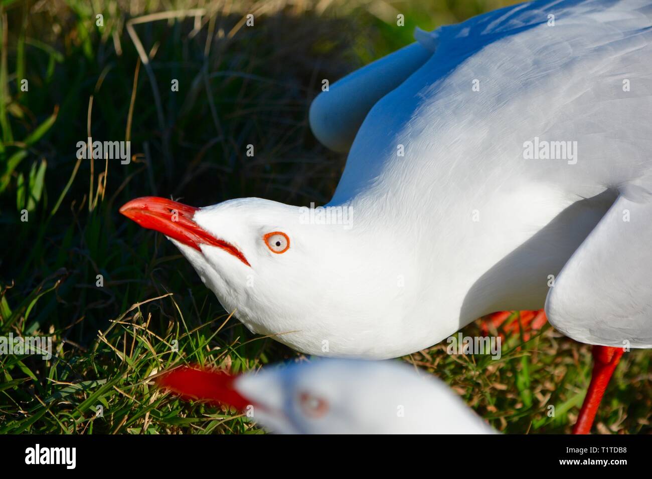 Funny looking angry Seagull in an ugly mood, bird trying to ward off ...