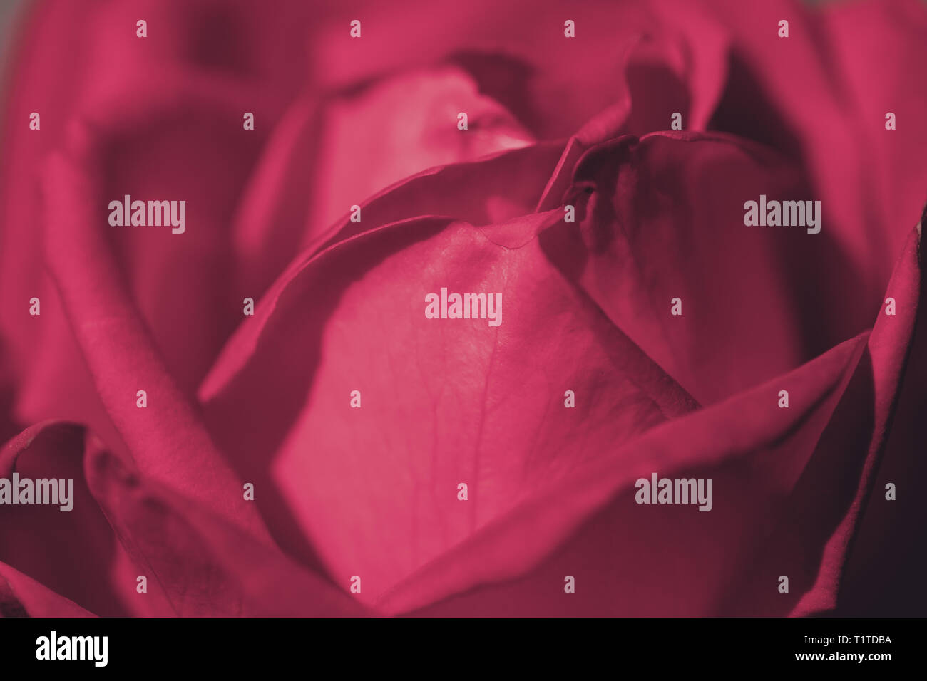 Delicate background with a rose. Pastel background, calm colors. Place ...