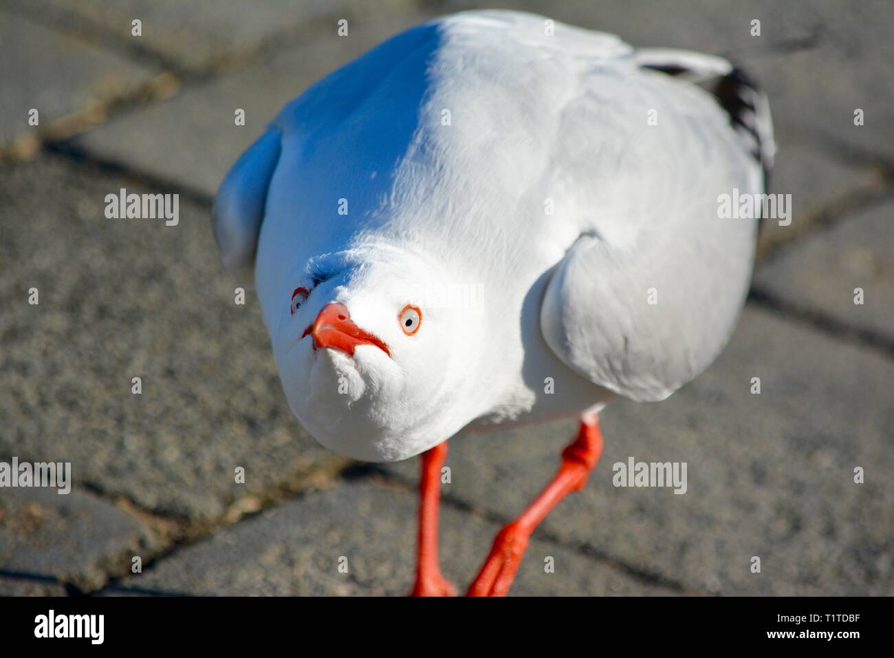 Angry Bird High Resolution Stock Photography and Images - Alamy