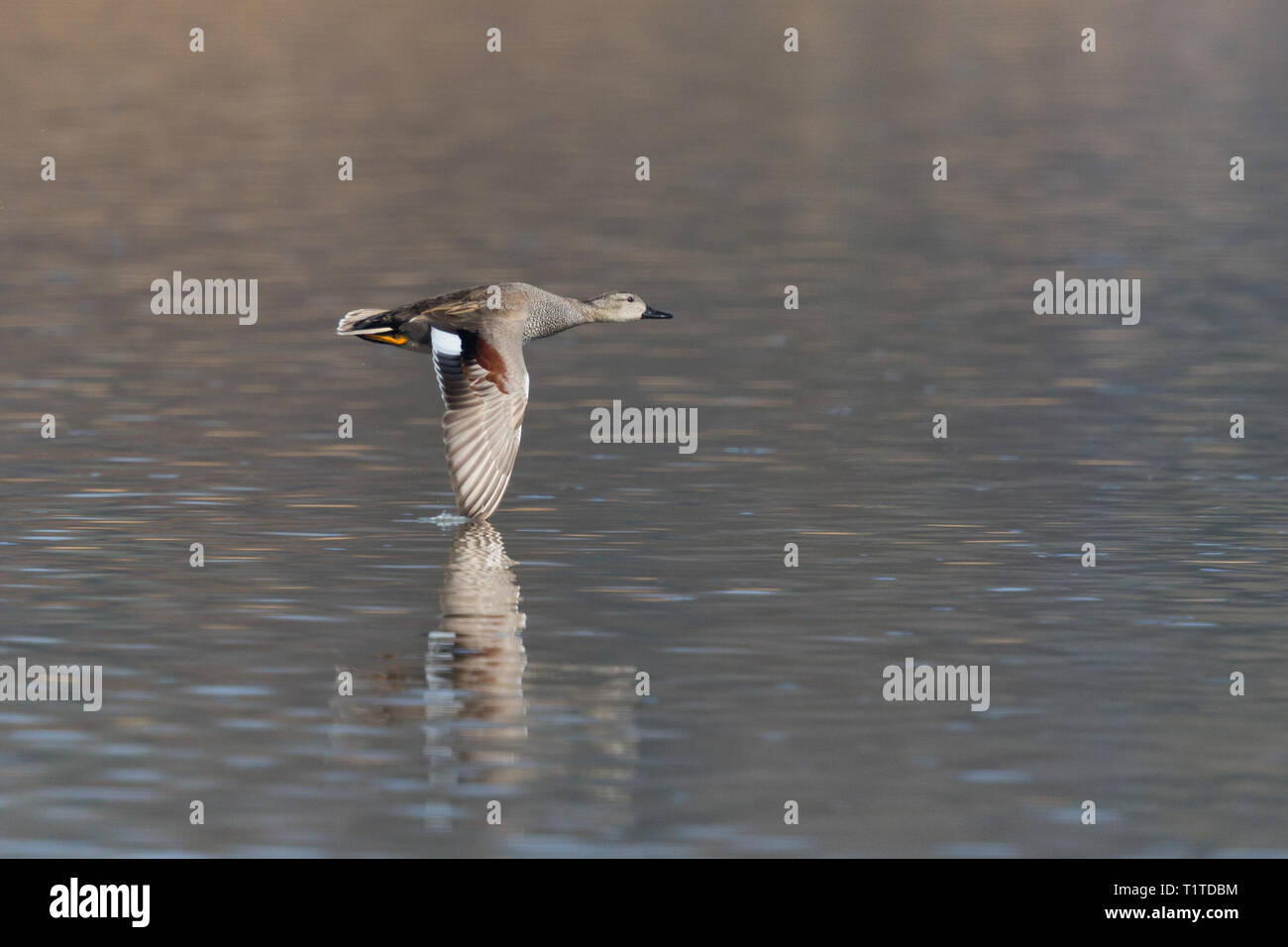 nautral male gadwall duck (anas strepera) flying, wing in water Stock ...