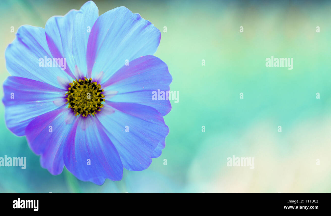 Delicate background with one flower. Spring pastel background, calm ...