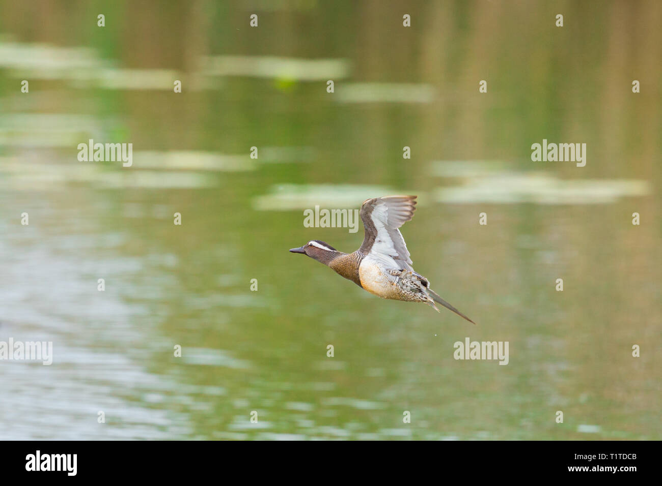 Male garganey hi-res stock photography and images - Alamy