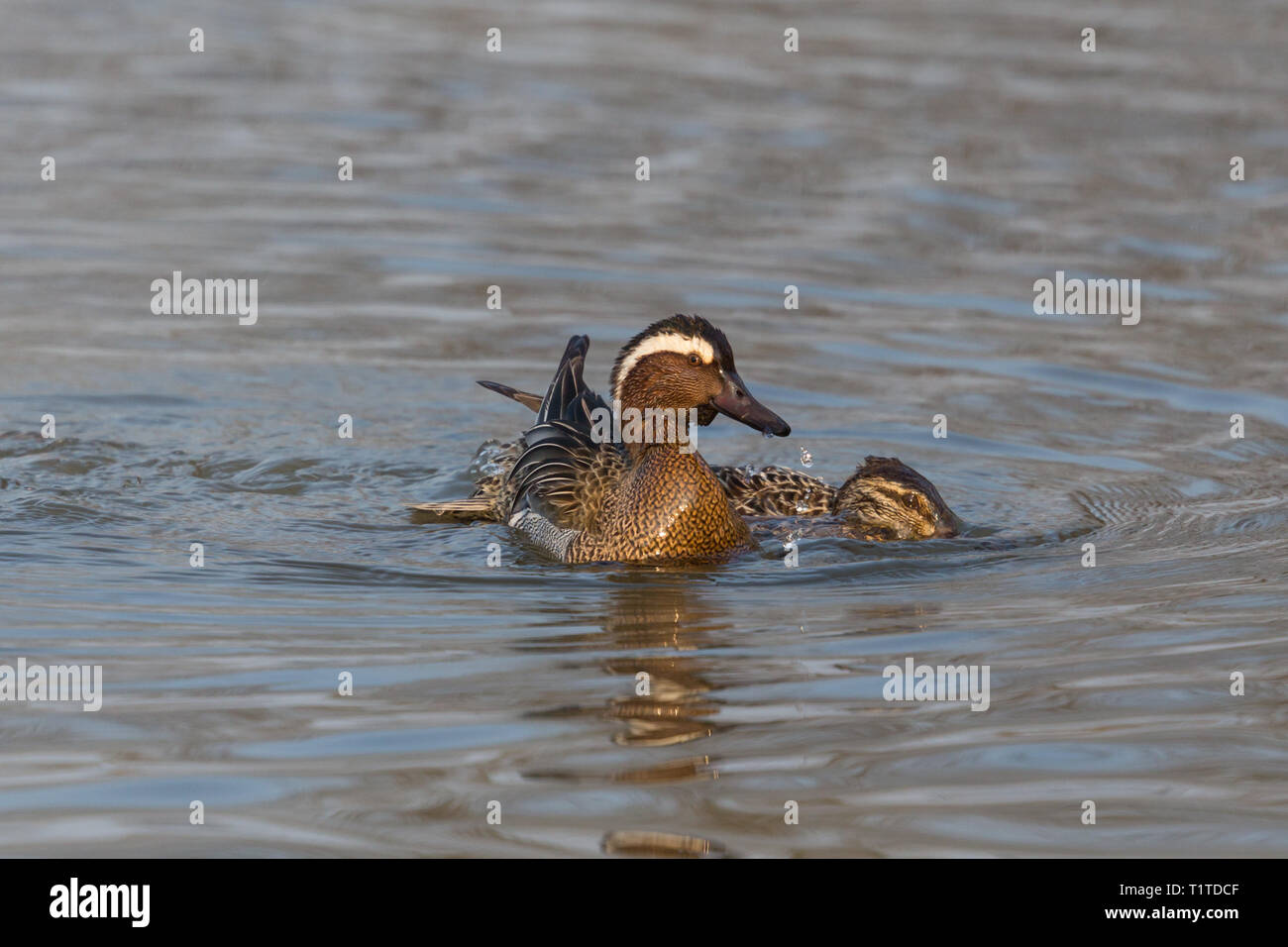 natural garganey duck couple in water (anas querquedula), sunshine ...