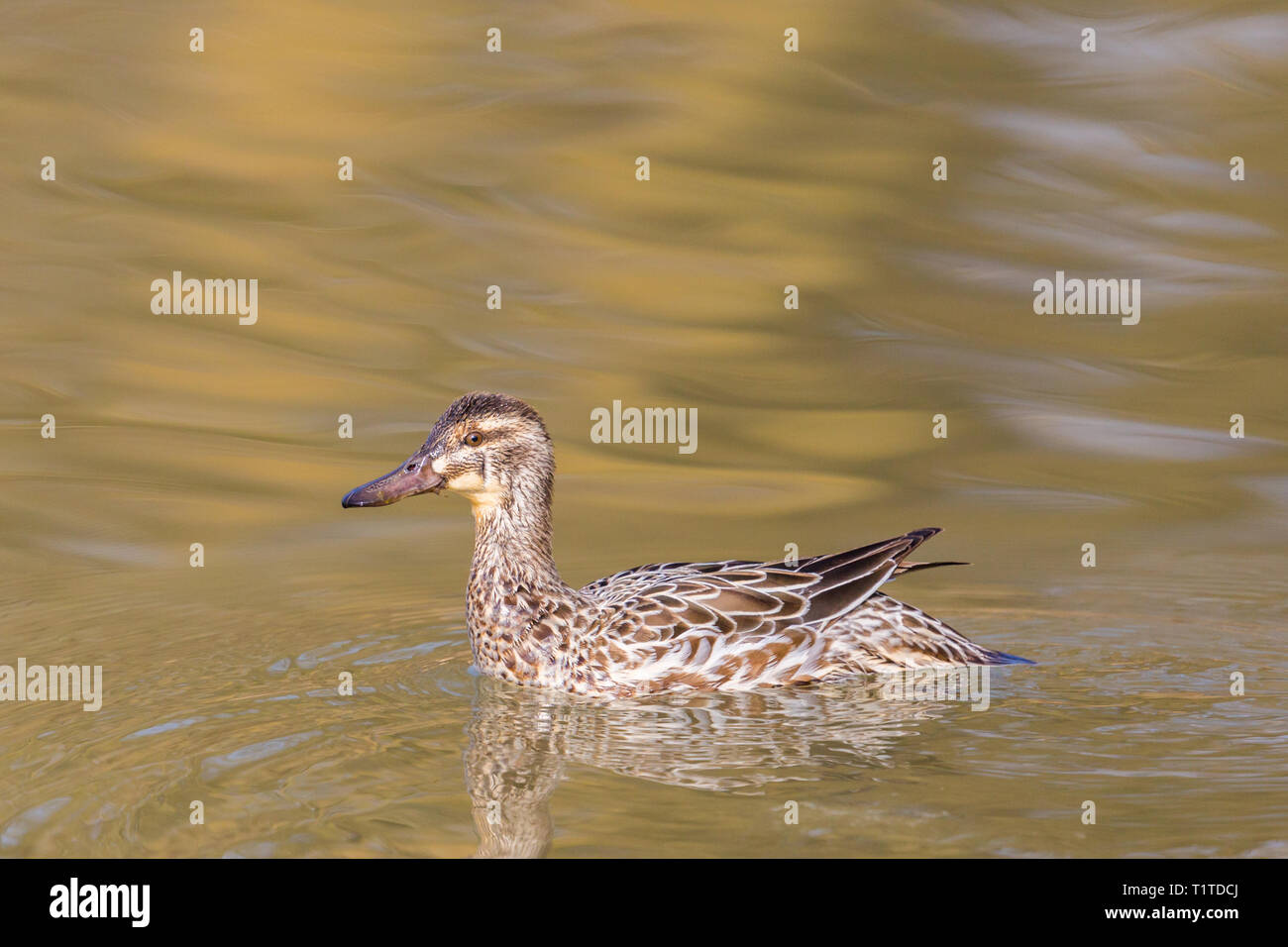 Garganey Duck Stock Photos & Garganey Duck Stock Images - Alamy