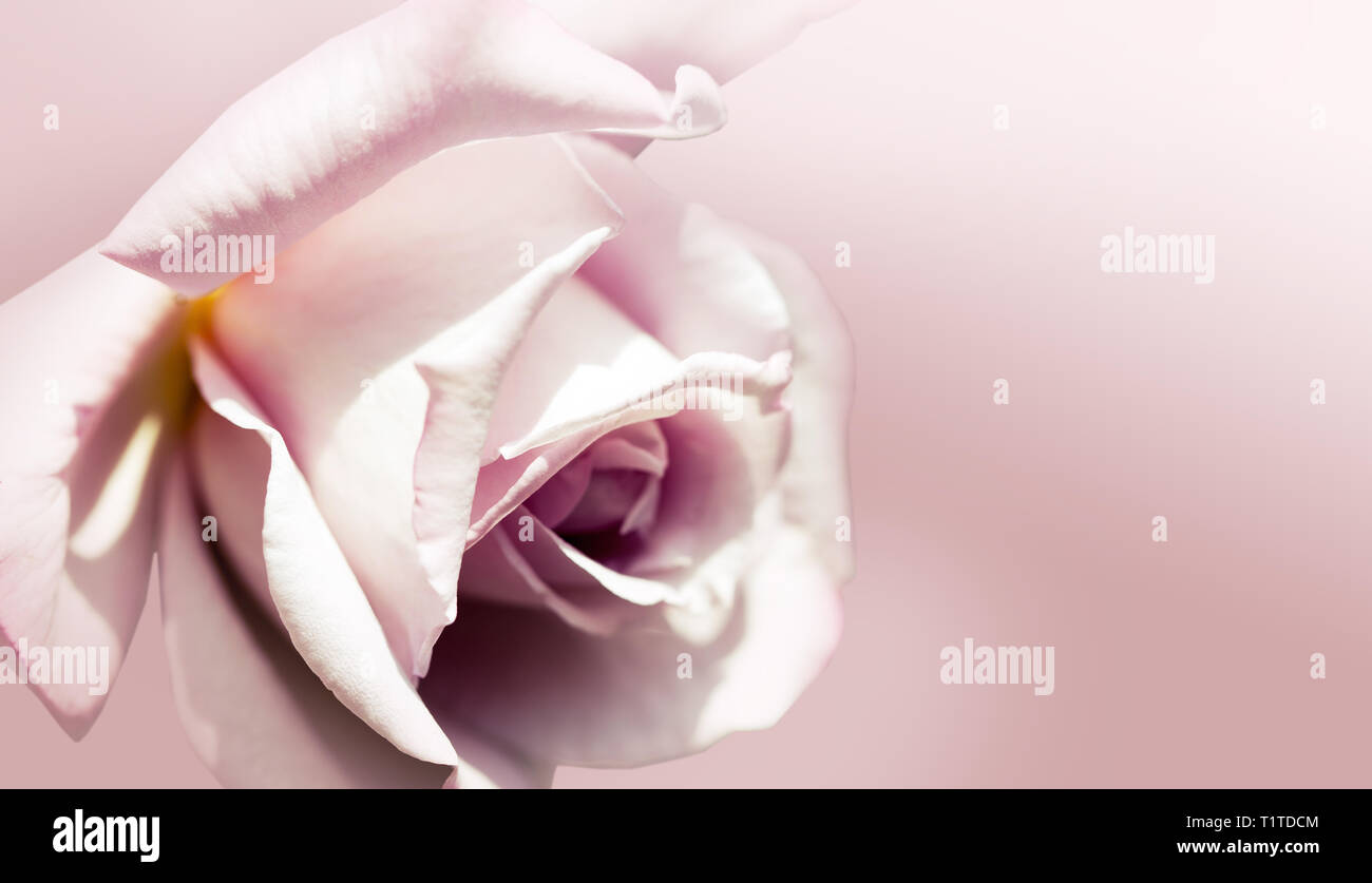 Delicate background with a rose. Pastel background, calm colors. Place ...