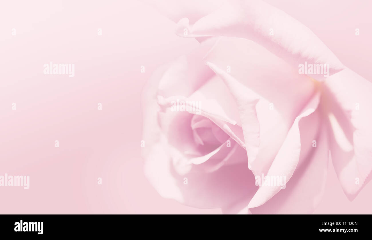 Delicate background with a rose. Pastel background, calm colors. Place ...