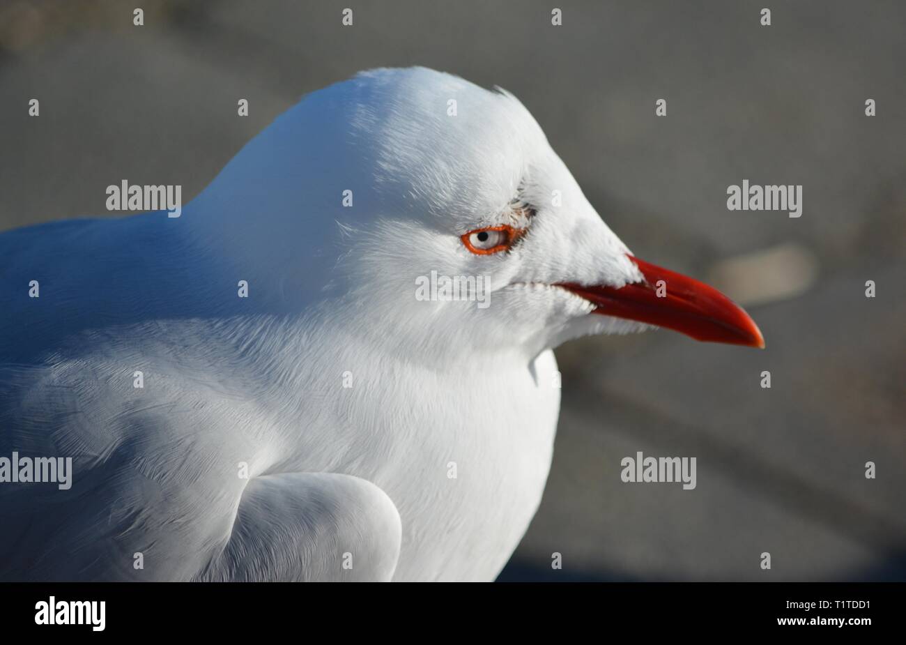Damaged feather in a bird hi-res stock photography and images - Alamy