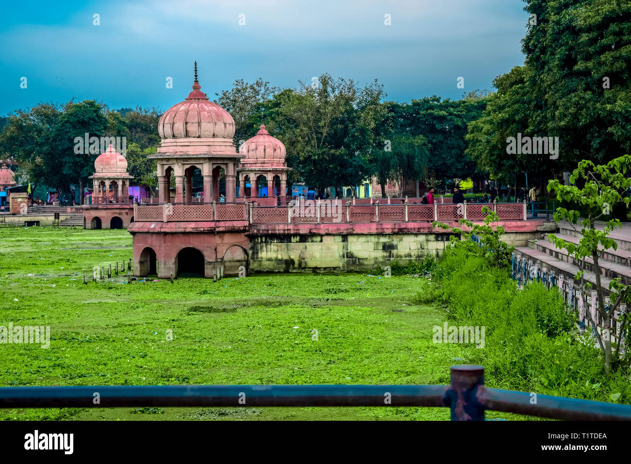 Flowers and Greenery Palm Tree in Lucknow Stock Photo - Alamy