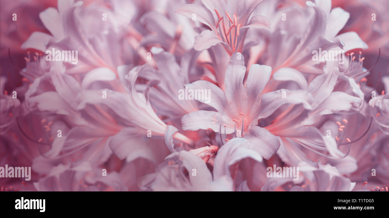 Delicate background with flowers bells. Spring pastel background, calm ...