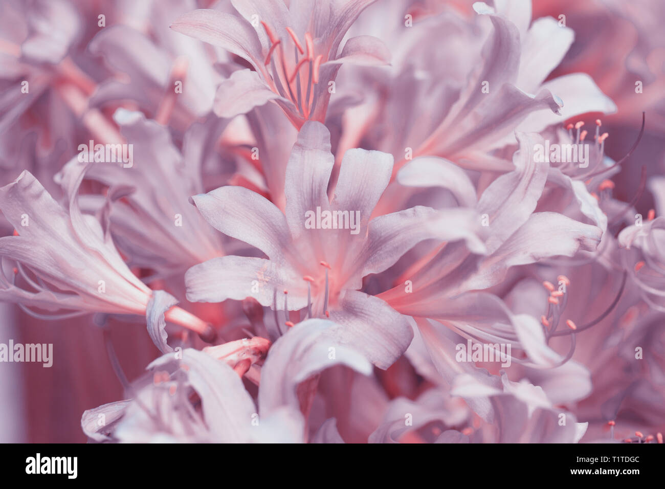 Delicate background with flowers bells. Spring pastel background, calm ...