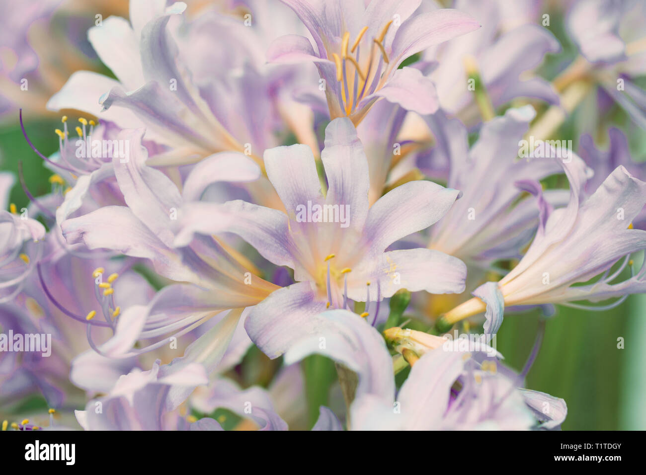Delicate background with flowers bells. Spring pastel background, calm ...