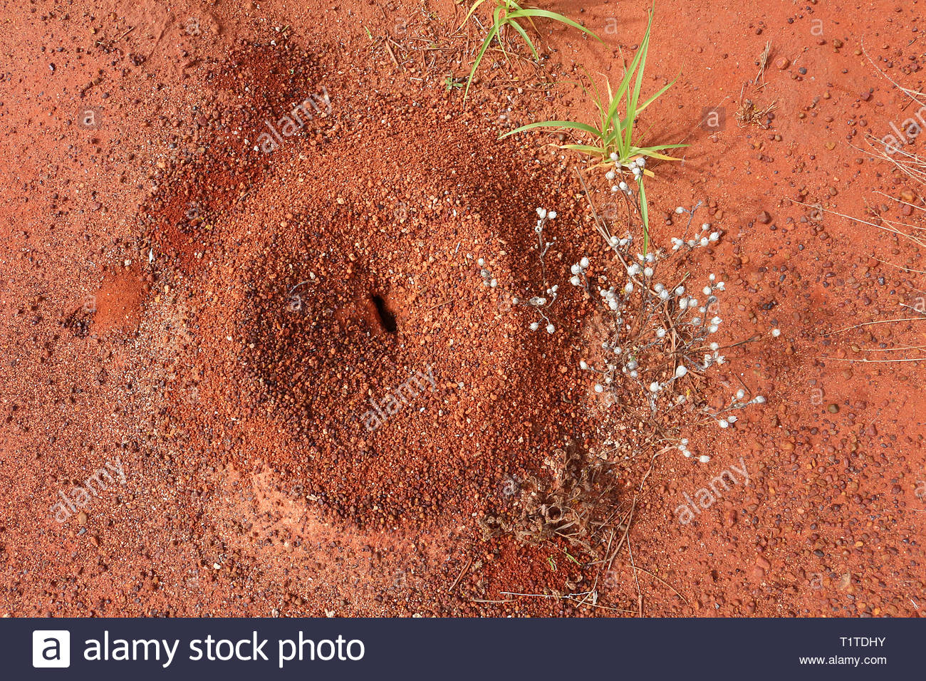 Ants Structure High Resolution Stock Photography and Images - Alamy