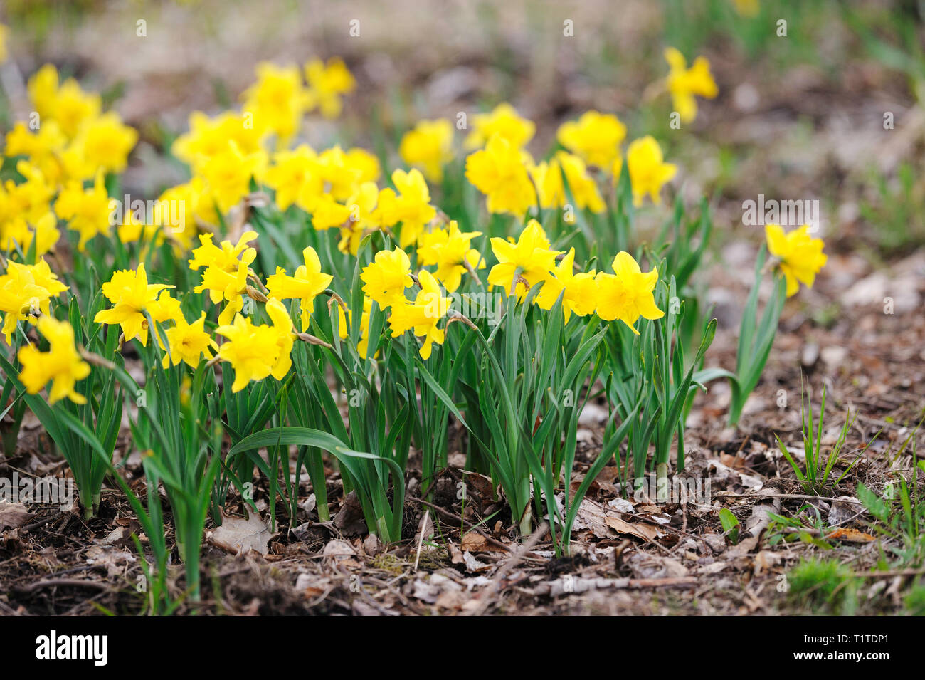 Daffodil flowers on a meadow in springtime Stock Photo - Alamy