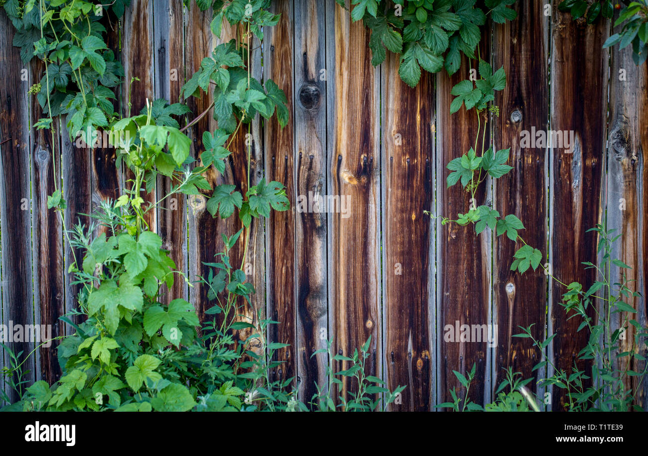 Wood texture background, with a green twig. Place to insert text. Old ...