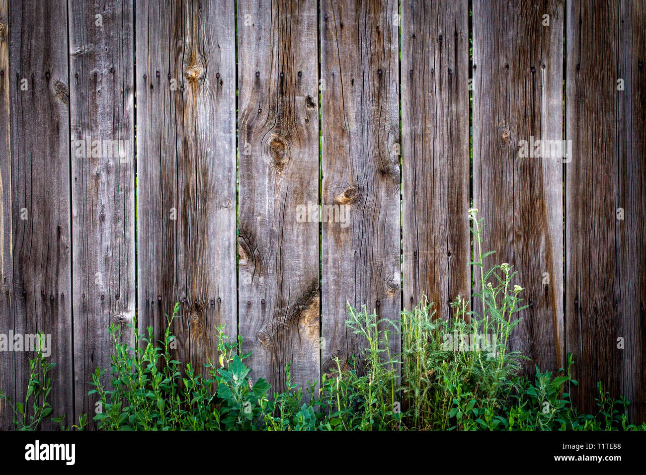 Wood texture background, with a green twig. Place to insert text. Old ...