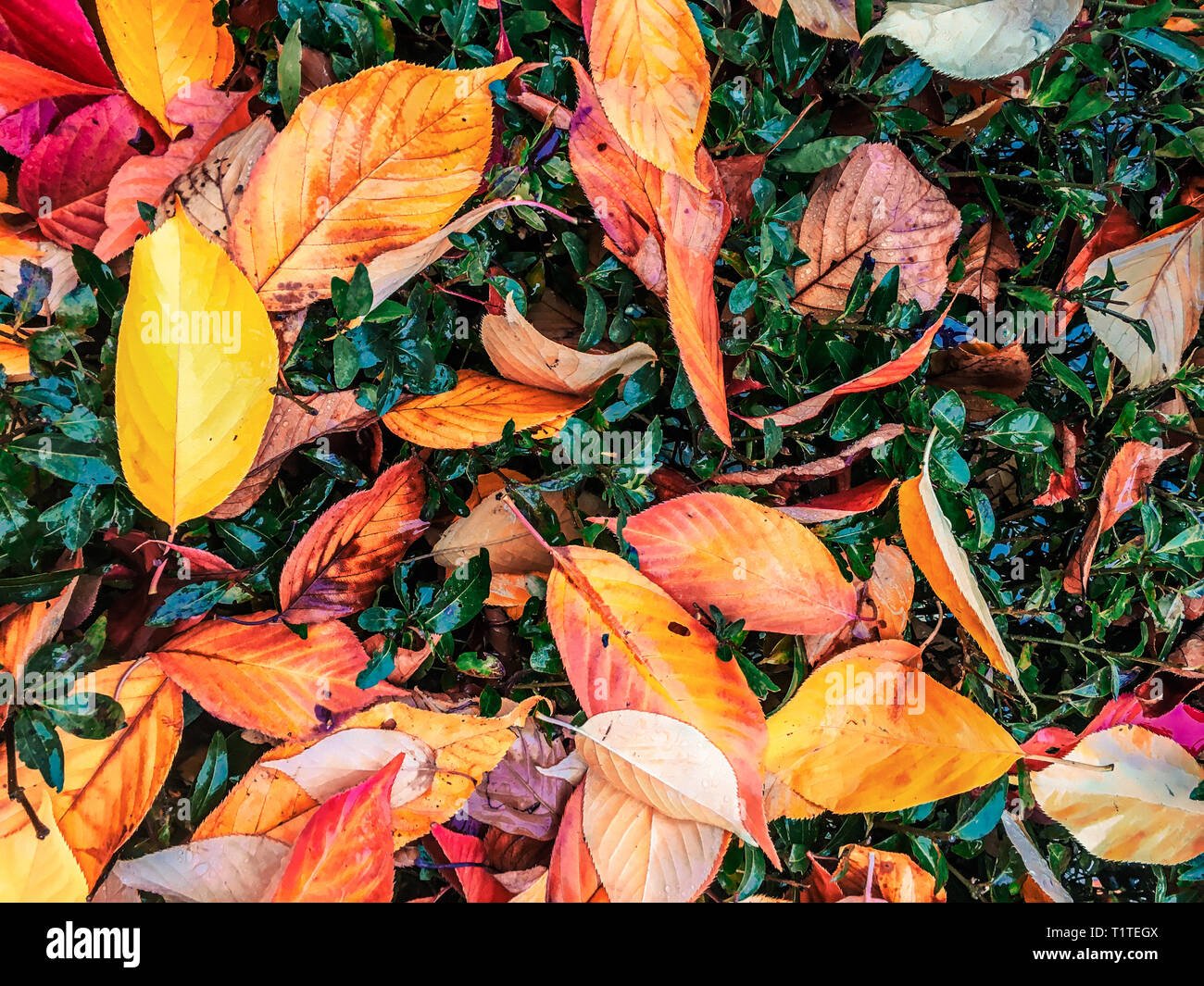 Fall season, weather and environment concept - Autumn leaves and trees ...