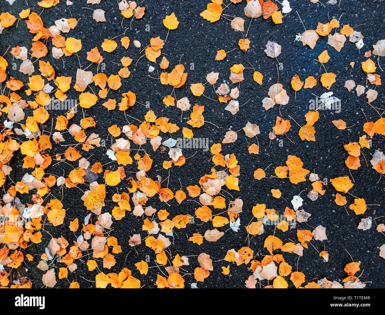 Fall season, weather and environment concept - Autumn leaves and trees ...