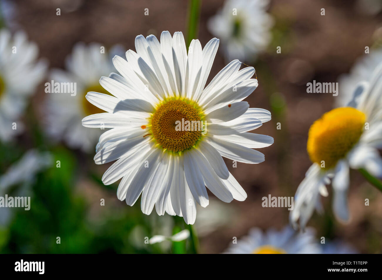 A daisy flower on a background of green grass Stock Photo - Alamy