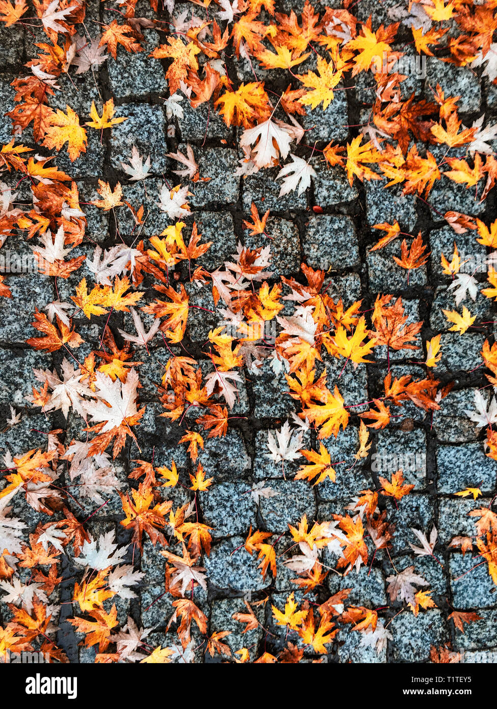 Fall season, weather and environment concept - Autumn leaves and trees ...