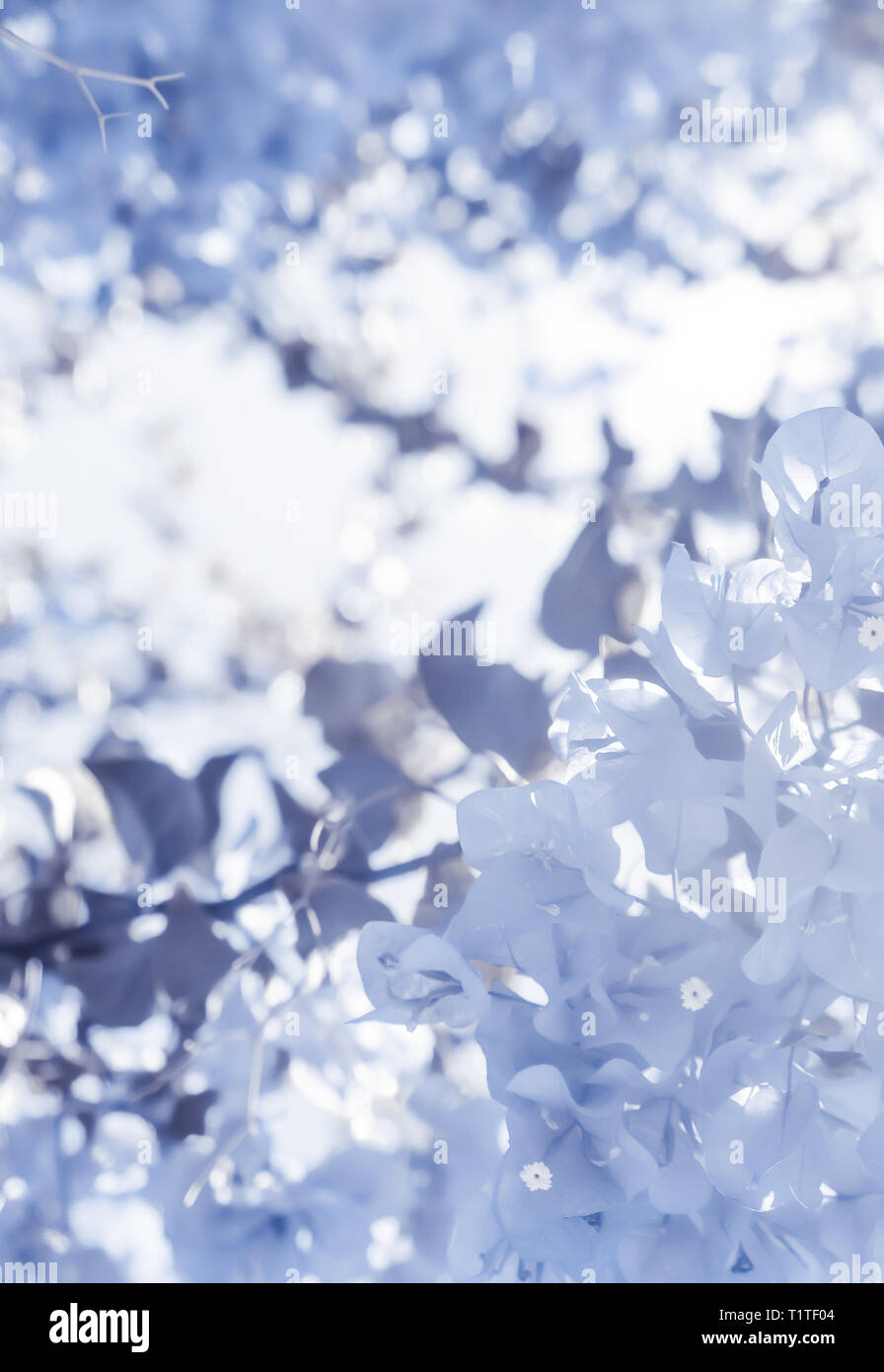 Flower background, spring nature and botanical beauty concept - Blue ...