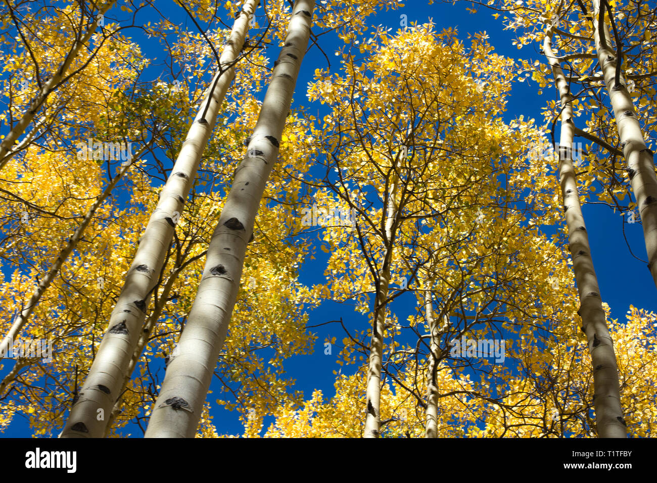 Geneva creek hi-res stock photography and images - Alamy