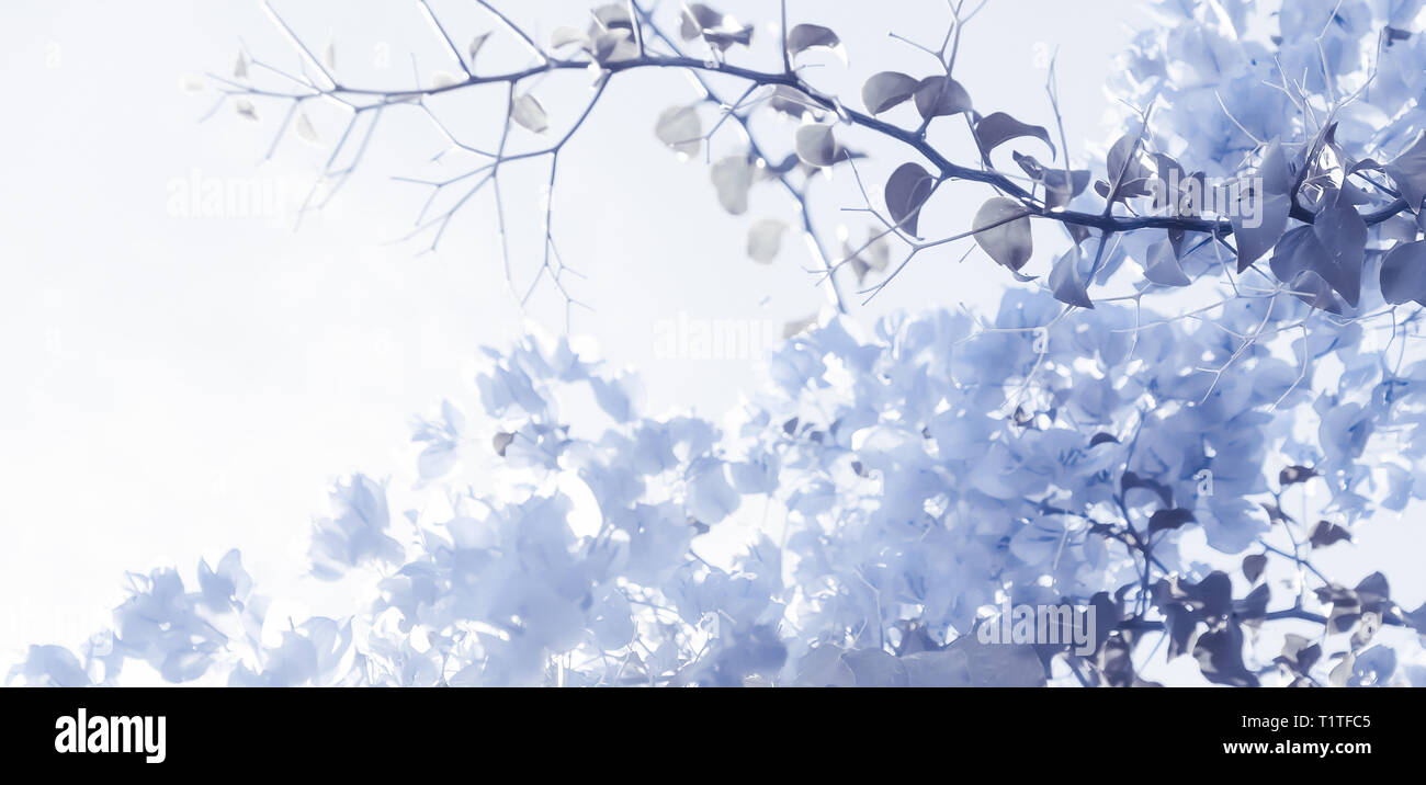 Flower background, spring nature and botanical beauty concept - Blue ...