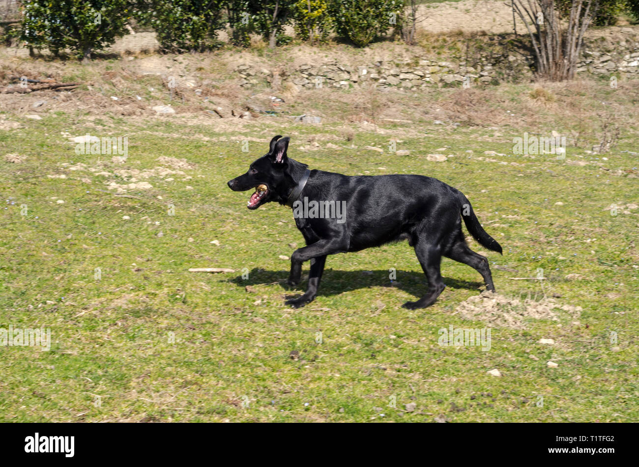 black labrador running on the grass in Italy Stock Photo - Alamy