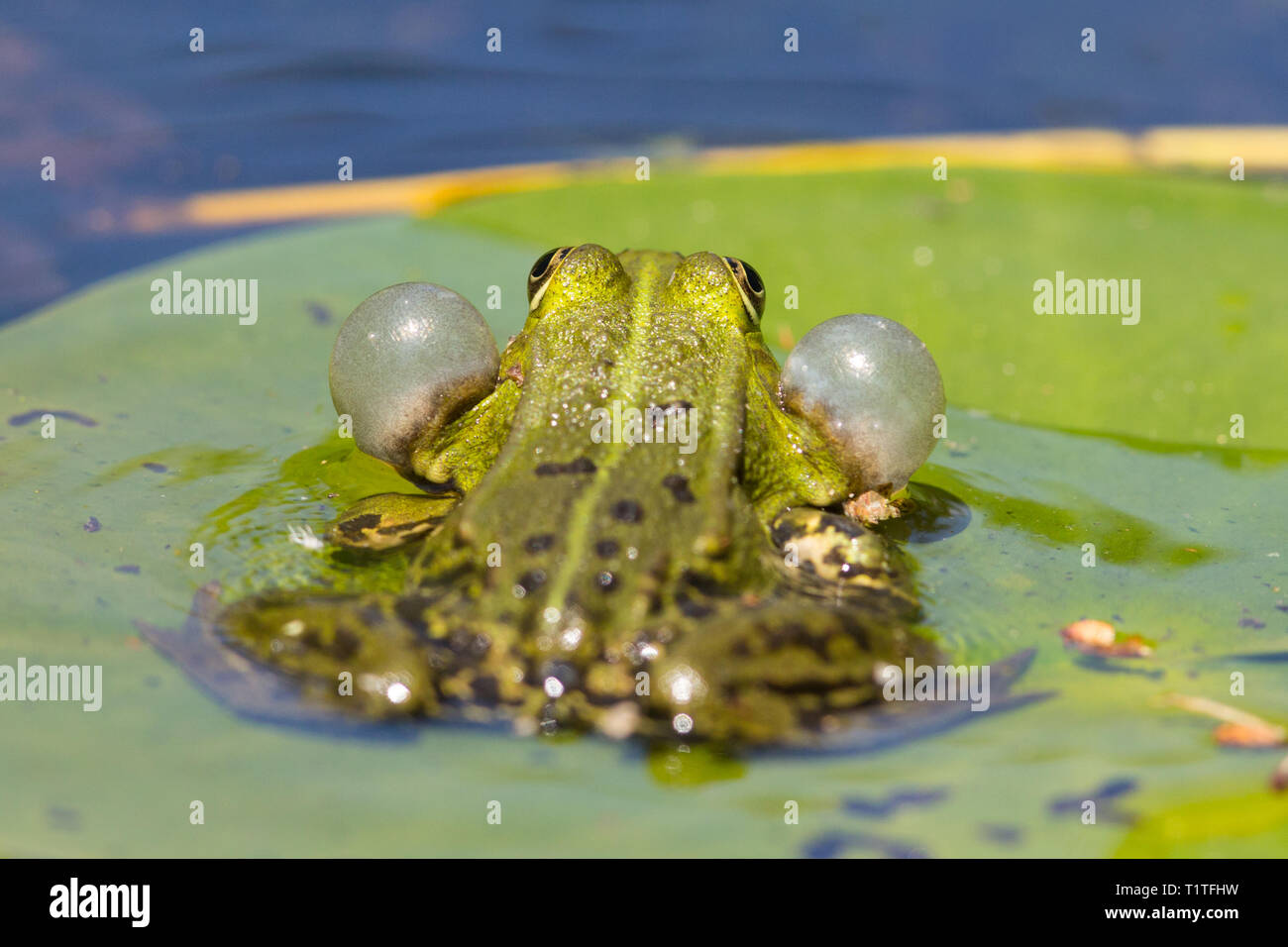 Throat sac hi-res stock photography and images - Alamy