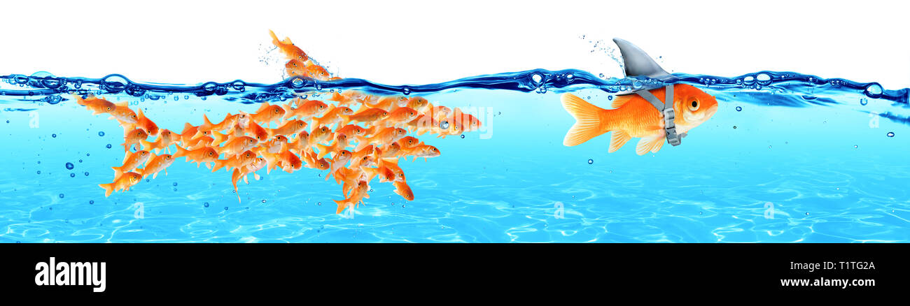 Business - Leadership And Teamwork Concept - Goldfish With Fin Shark ...