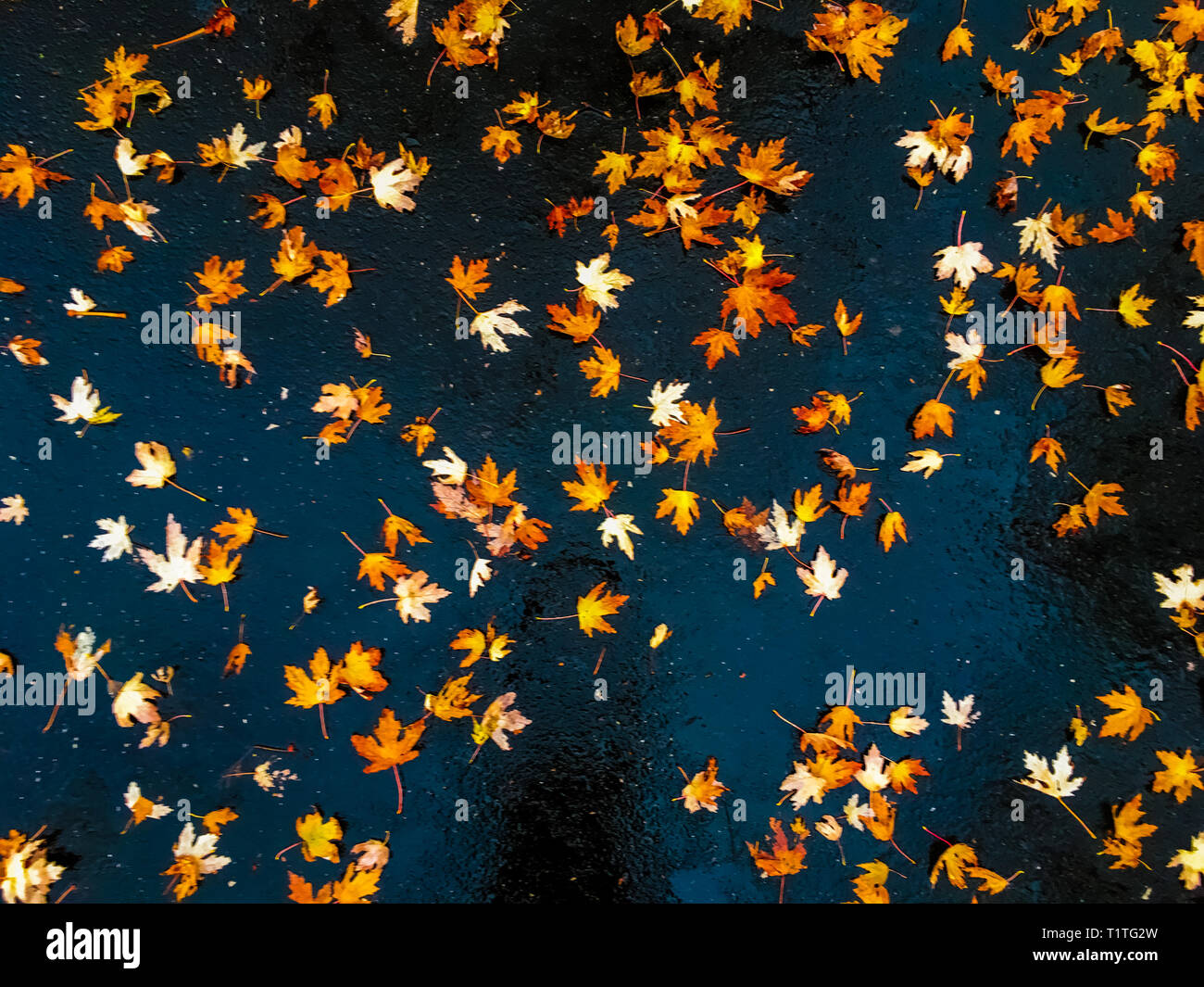 Fall season, weather and environment concept - Autumn leaves and trees ...