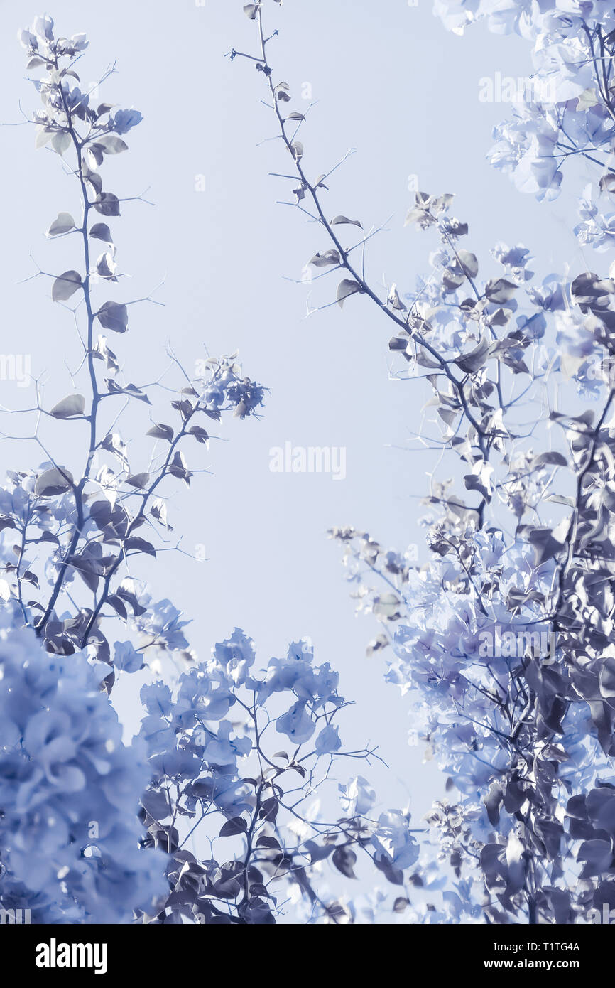 Flower background, spring nature and botanical beauty concept - Blue ...