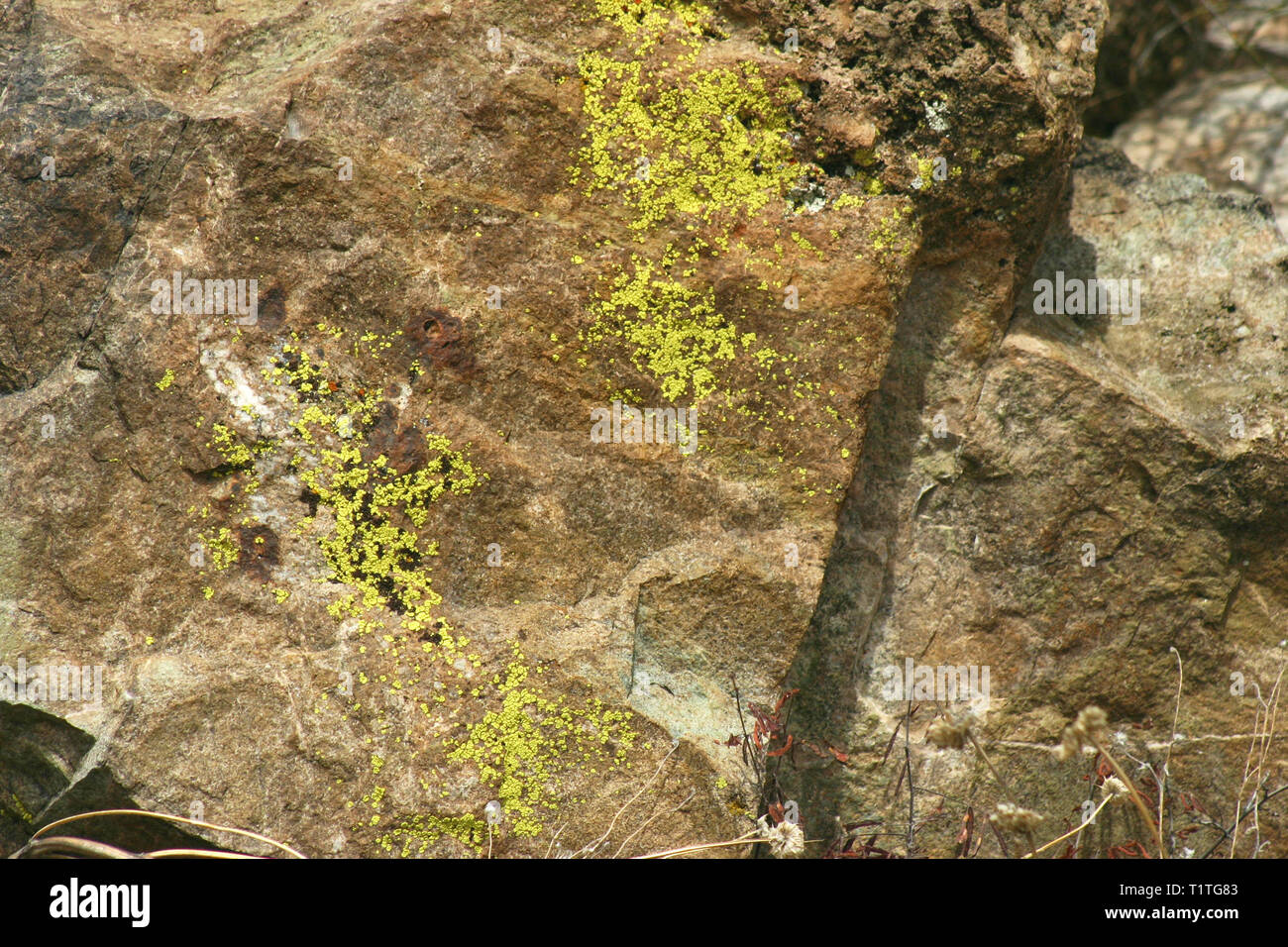 Mexico moss rocks hi-res stock photography and images - Alamy