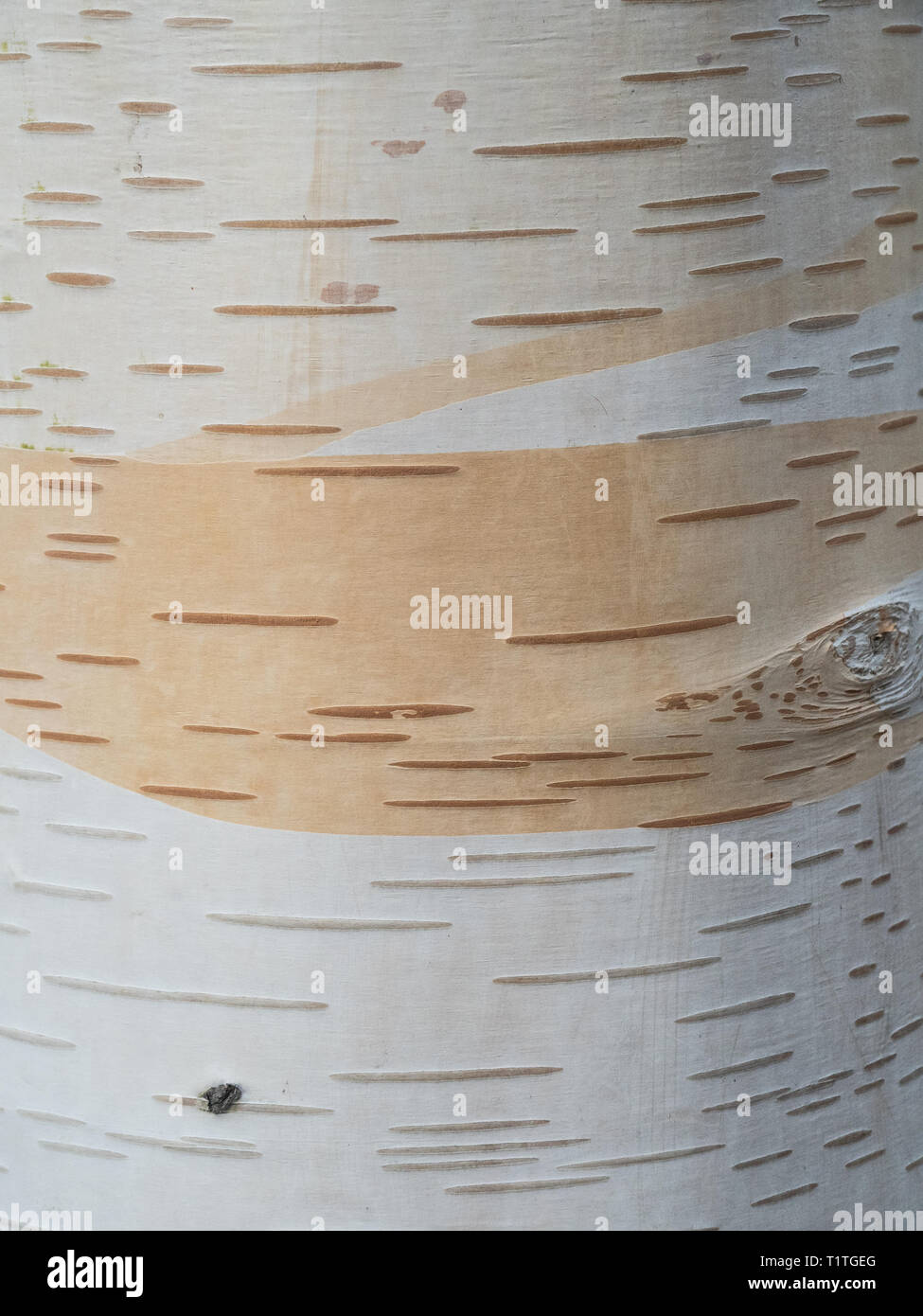 Orange bark hi-res stock photography and images - Alamy