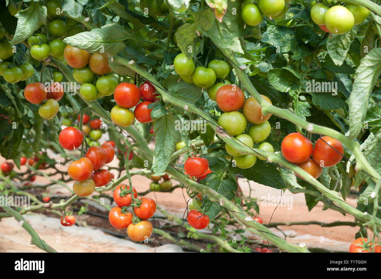 Growing tomatoes in a greenhouse Stock Photo - Alamy