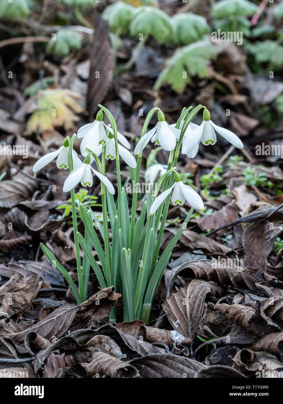 Clumps clump hi-res stock photography and images - Alamy