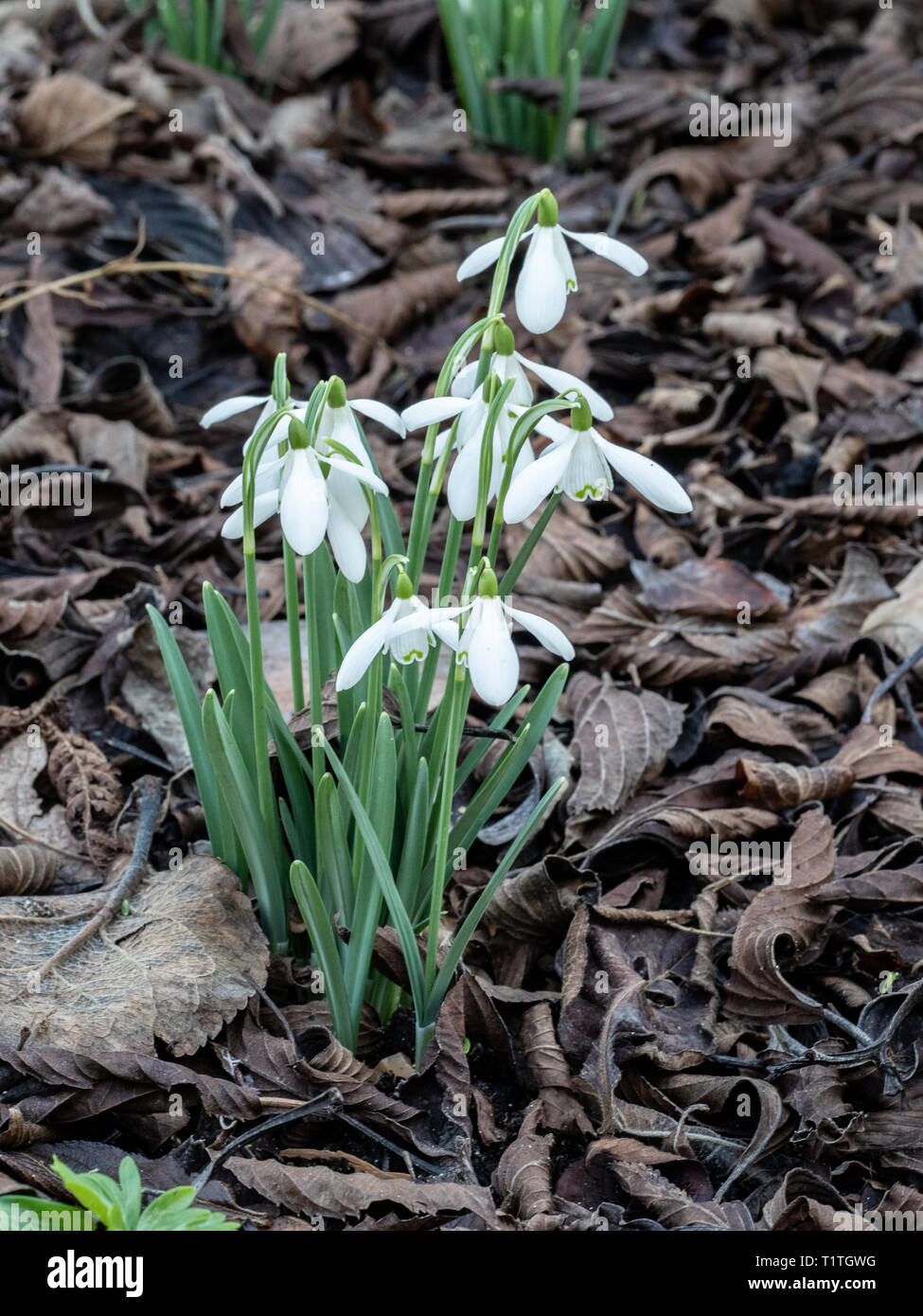 Snowdrops and leaves hi-res stock photography and images - Alamy