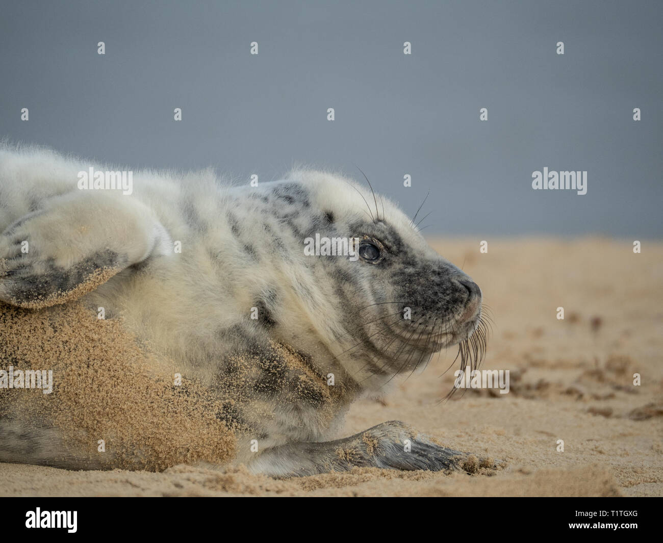 Seal cub hi-res stock photography and images - Alamy