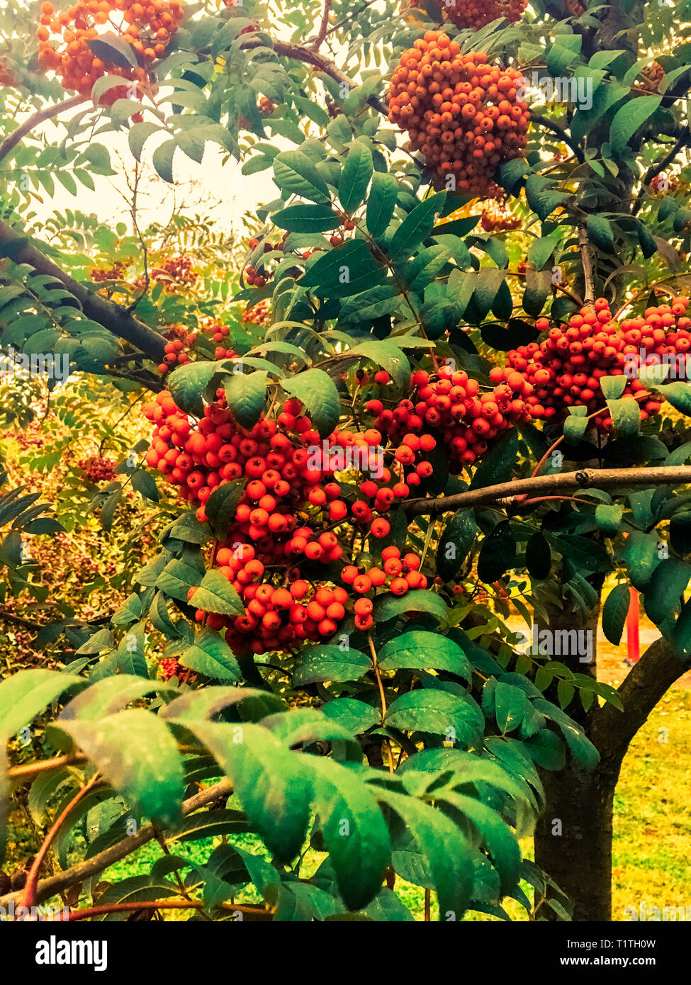 Fall season, weather and environment concept - Autumn leaves and trees ...