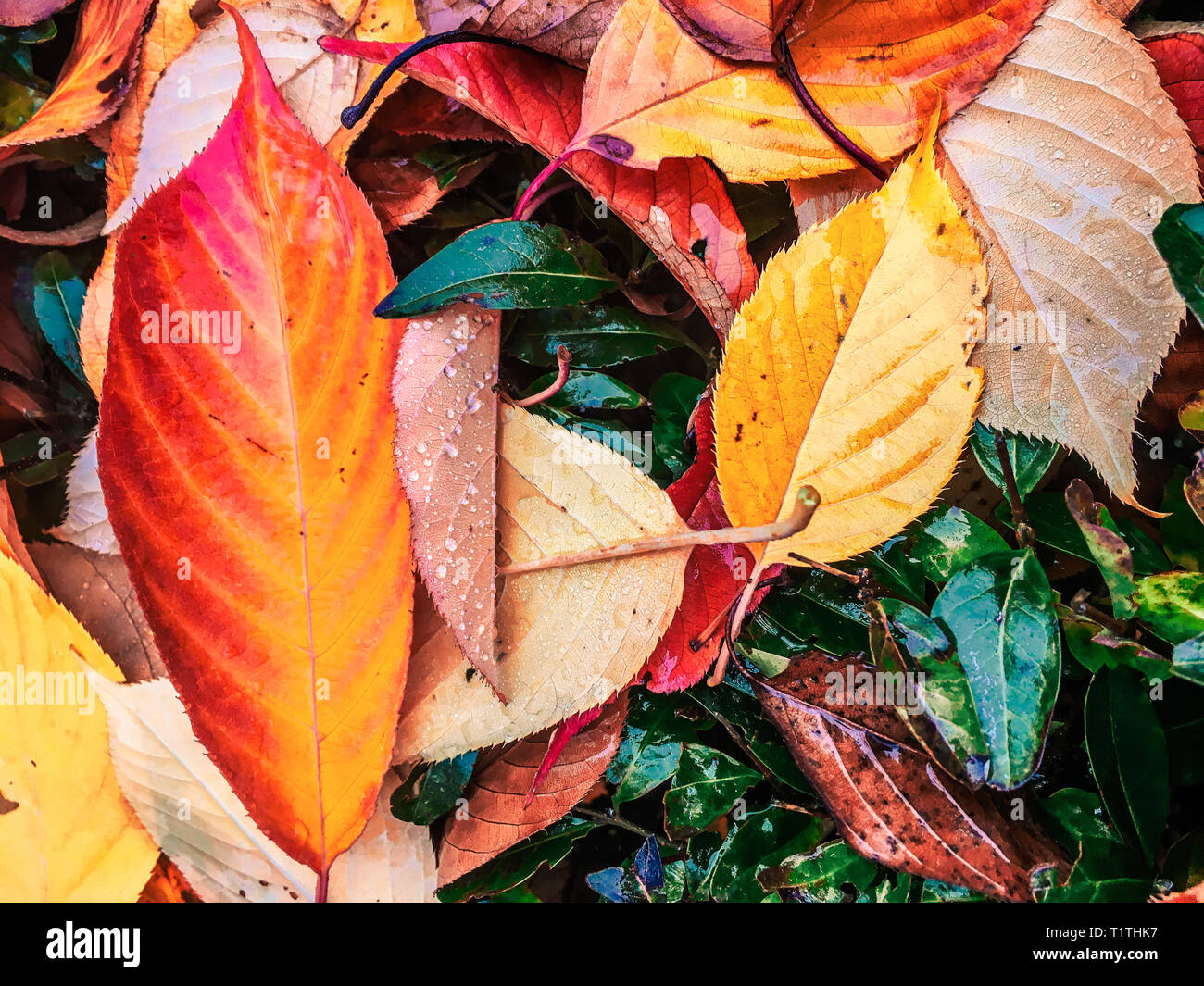 Fall season, weather and environment concept - Autumn leaves and trees ...