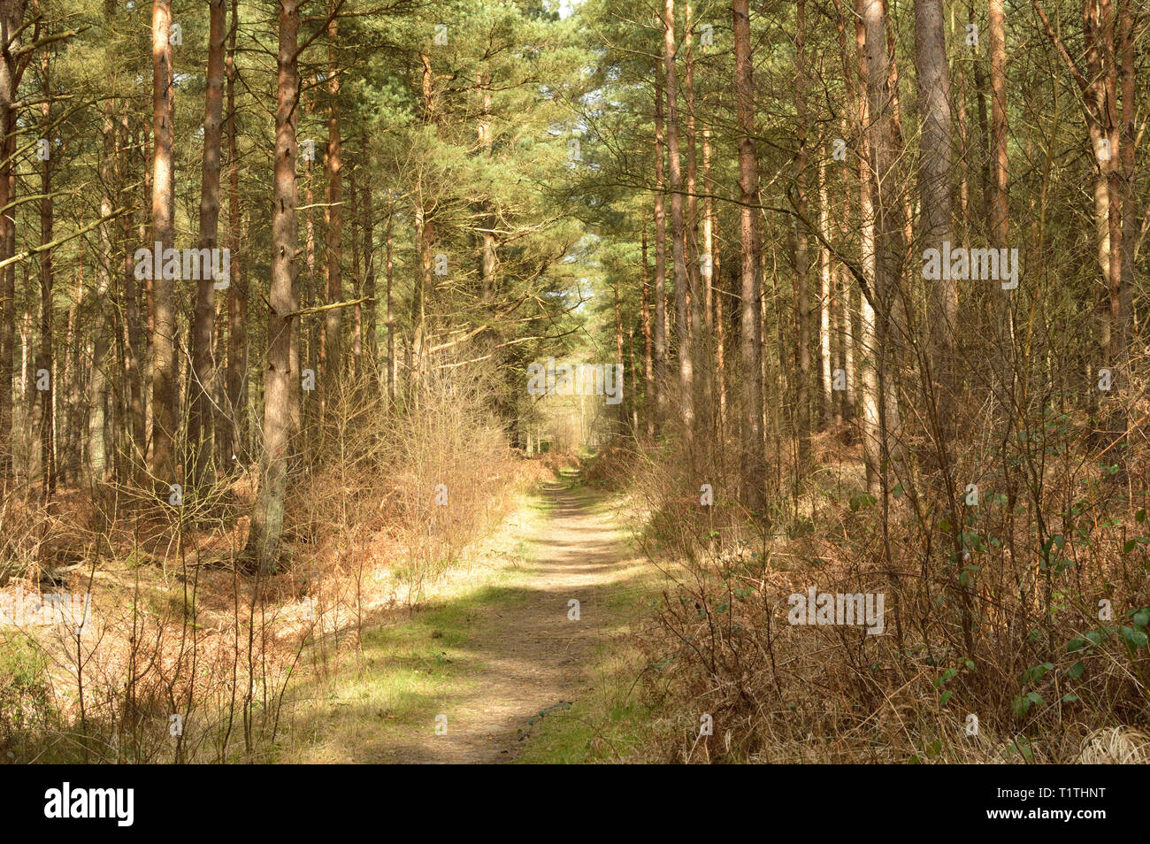 Path through a pine forest plantation. Kent, England, UK Stock Photo ...