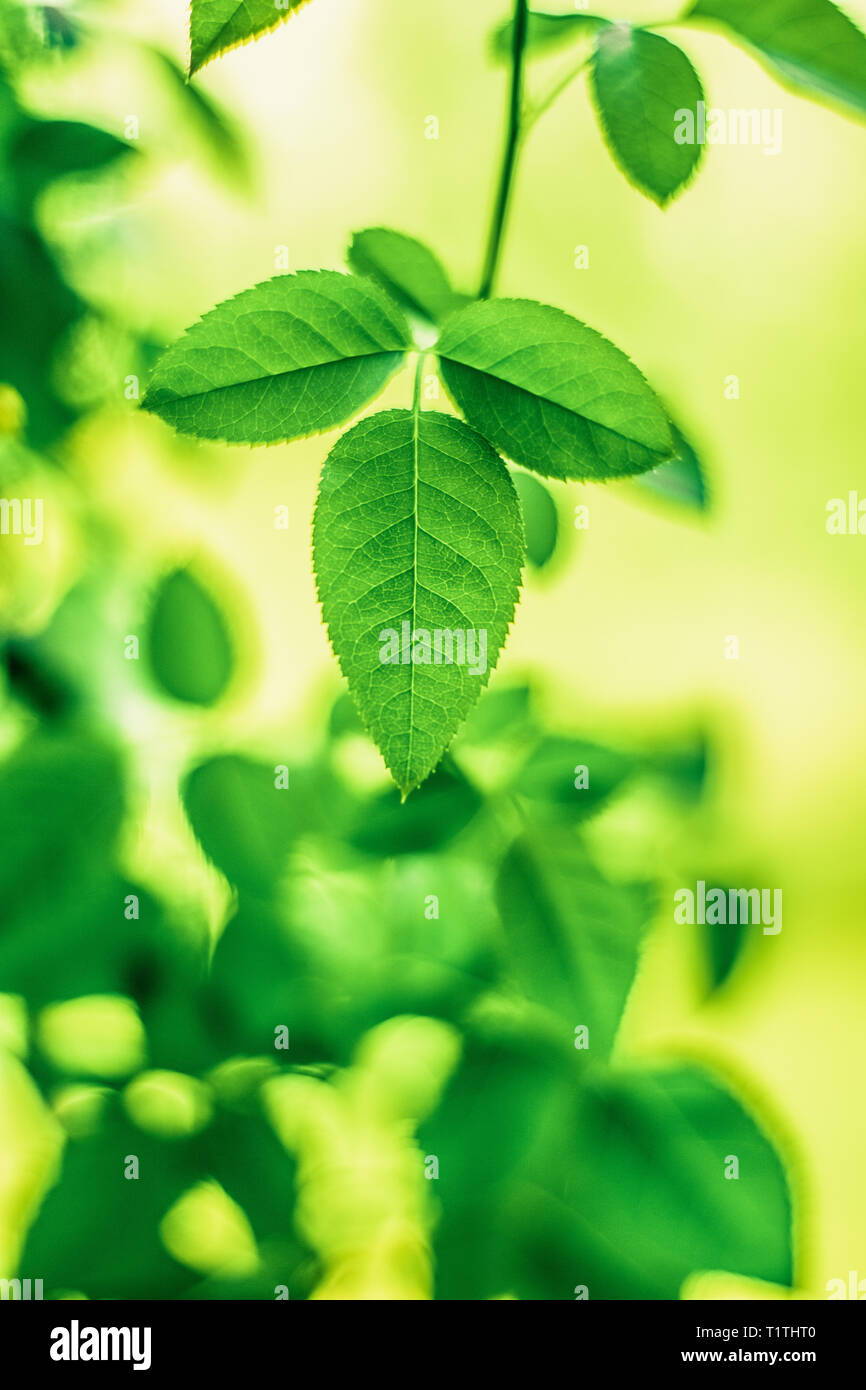 Fresh green leaves in spring - saving nature, healthy environment and ...