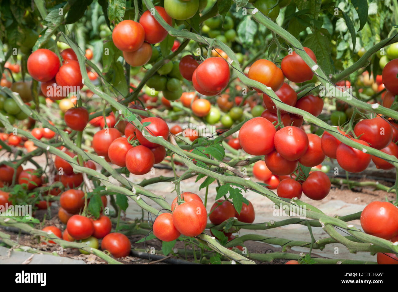 Growing tomatoes in a greenhouse Stock Photo - Alamy