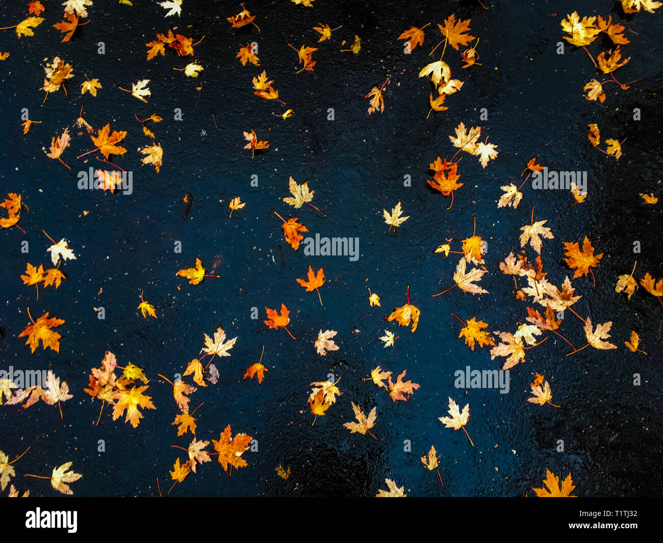Fall season, weather and environment concept - Autumn leaves and trees ...