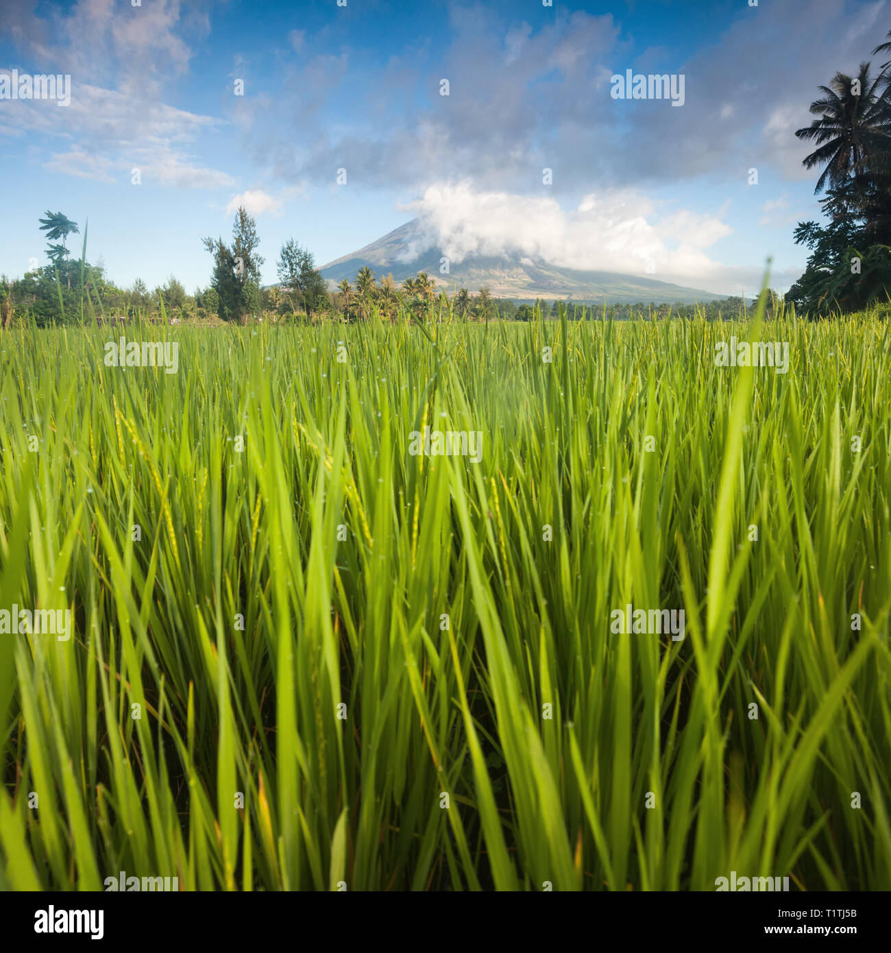 Amazing volcano landscape . The famous volcano of the classical form of ...