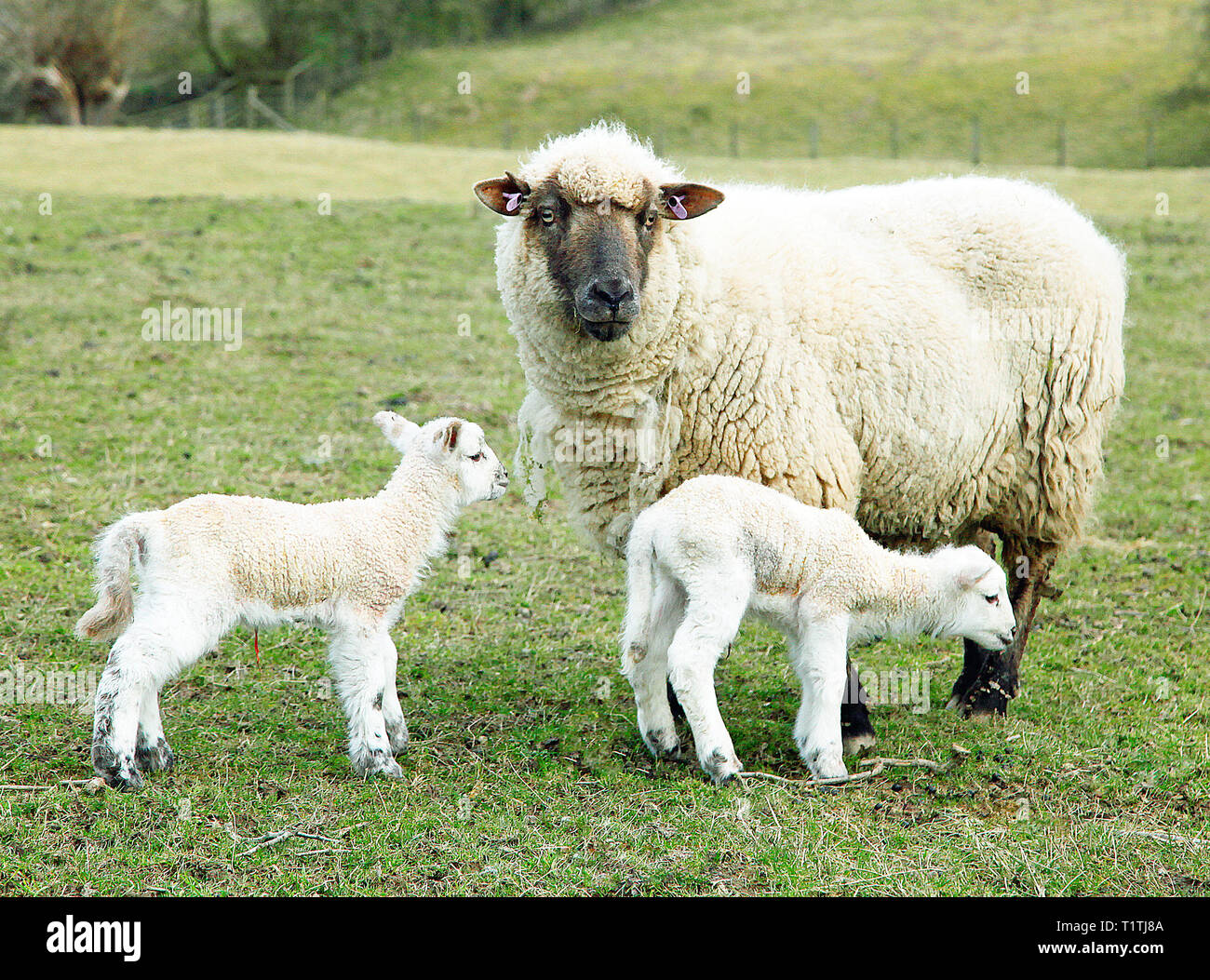 Spring lambing hi-res stock photography and images - Alamy