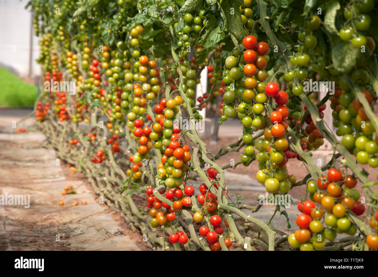 Trailing tomato hi-res stock photography and images - Alamy